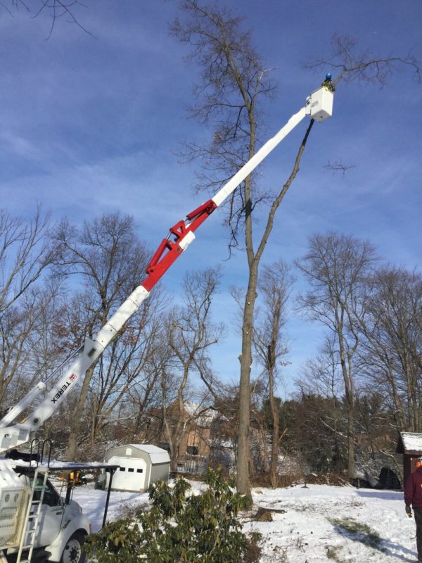 Check Out Our Tree Services Gallery - Arbortech Tree Services