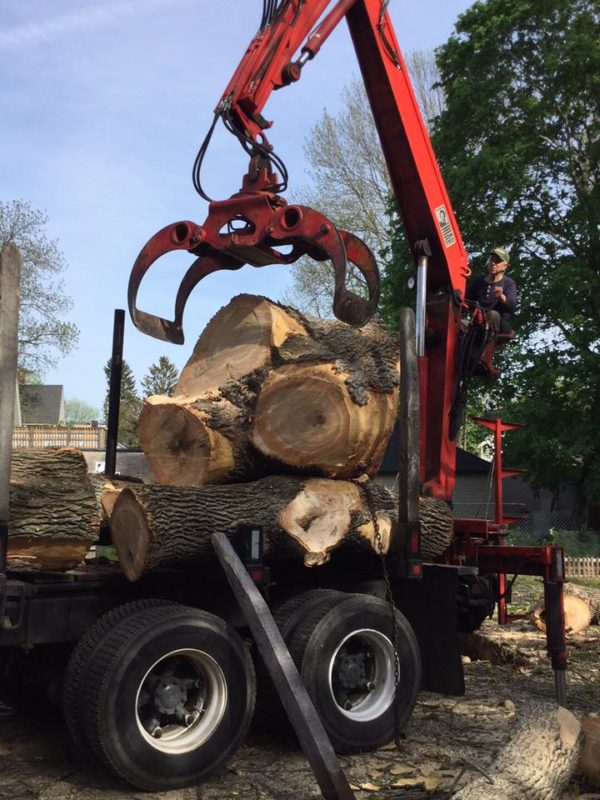 Check Out Our Tree Services Gallery - Arbortech Tree Services