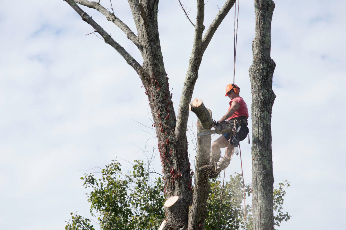 Check Out Our Tree Services Gallery Arbortech Tree Services