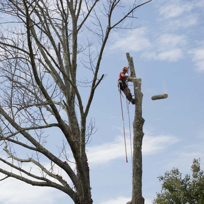 Check Out Our Tree Services Gallery - Arbortech Tree Services