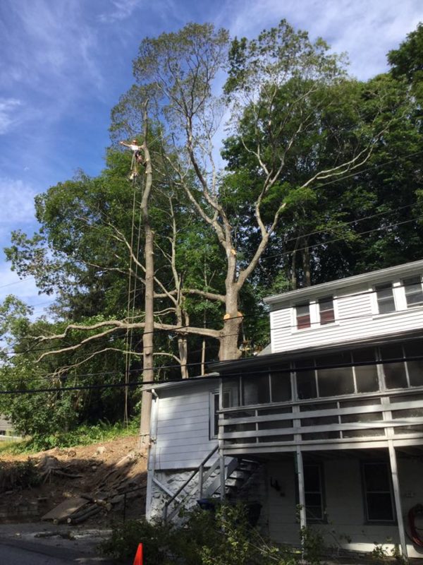 Check Out Our Tree Services Gallery - Arbortech Tree Services