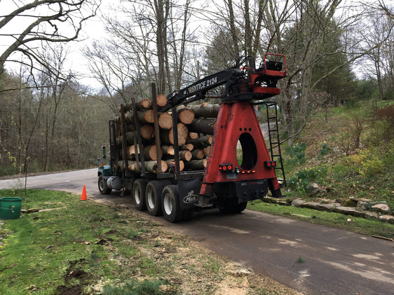 Check Out Our Tree Services Gallery - Arbortech Tree Services