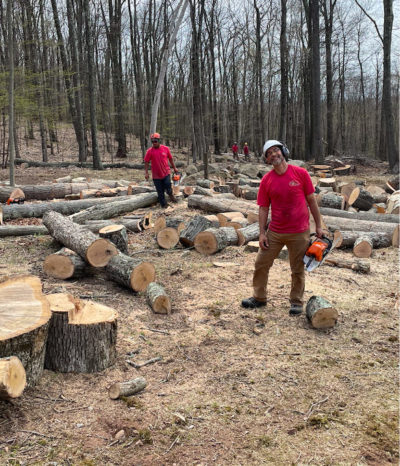 Check Out Our Tree Services Gallery - Arbortech Tree Services